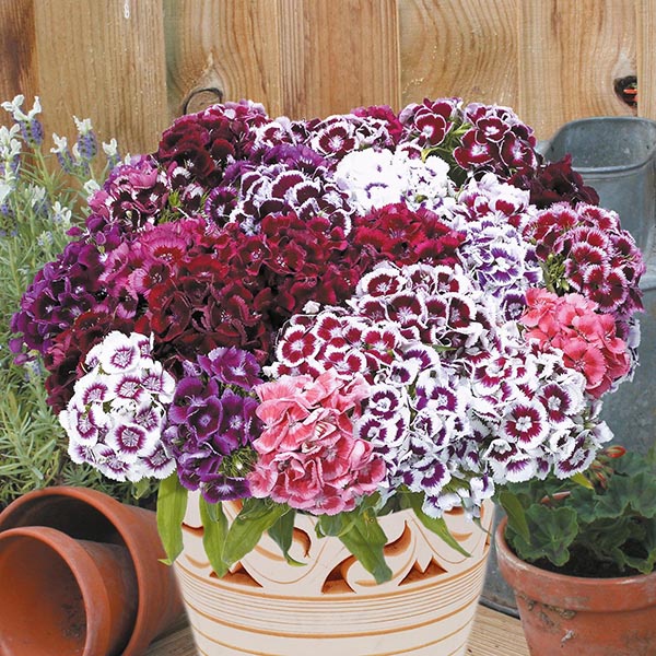 Kedai 2 Benih Biji Sweet William Dianthus Barbatus Carnation Carnations ...
