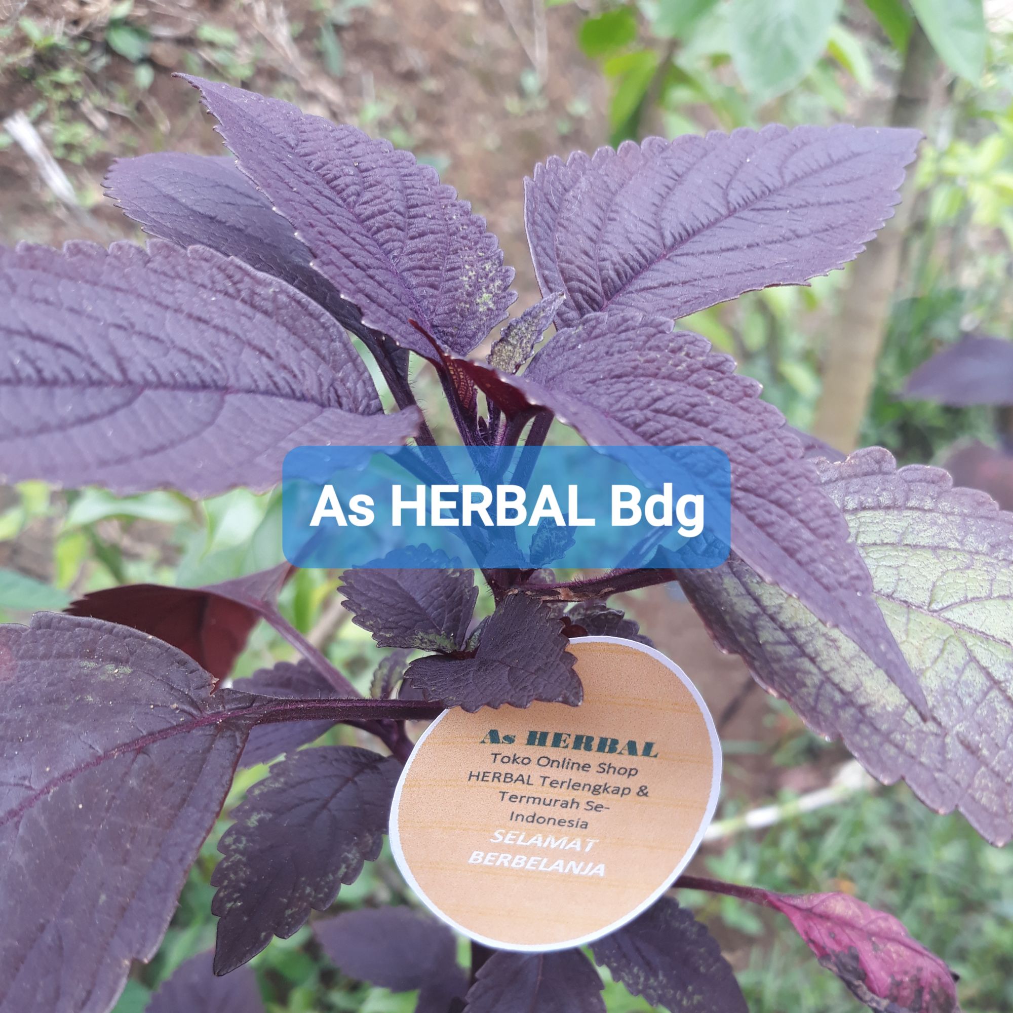 Daun iler atau daun jawer kotok segar 500 gram | Lazada Indonesia