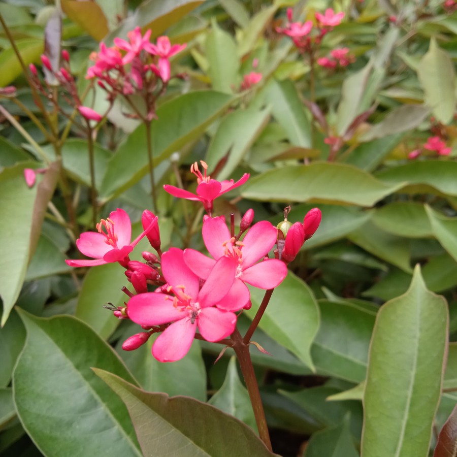 Tanaman Hias Batavia Tanaman Hias Batavia Bunga Merah Lazada Indonesia