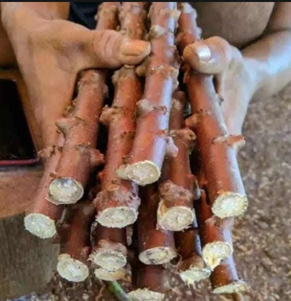 Bibit Singkong Keju/ Singkong Kuning 10 Stek Diameter 20 Cm | Lazada ...