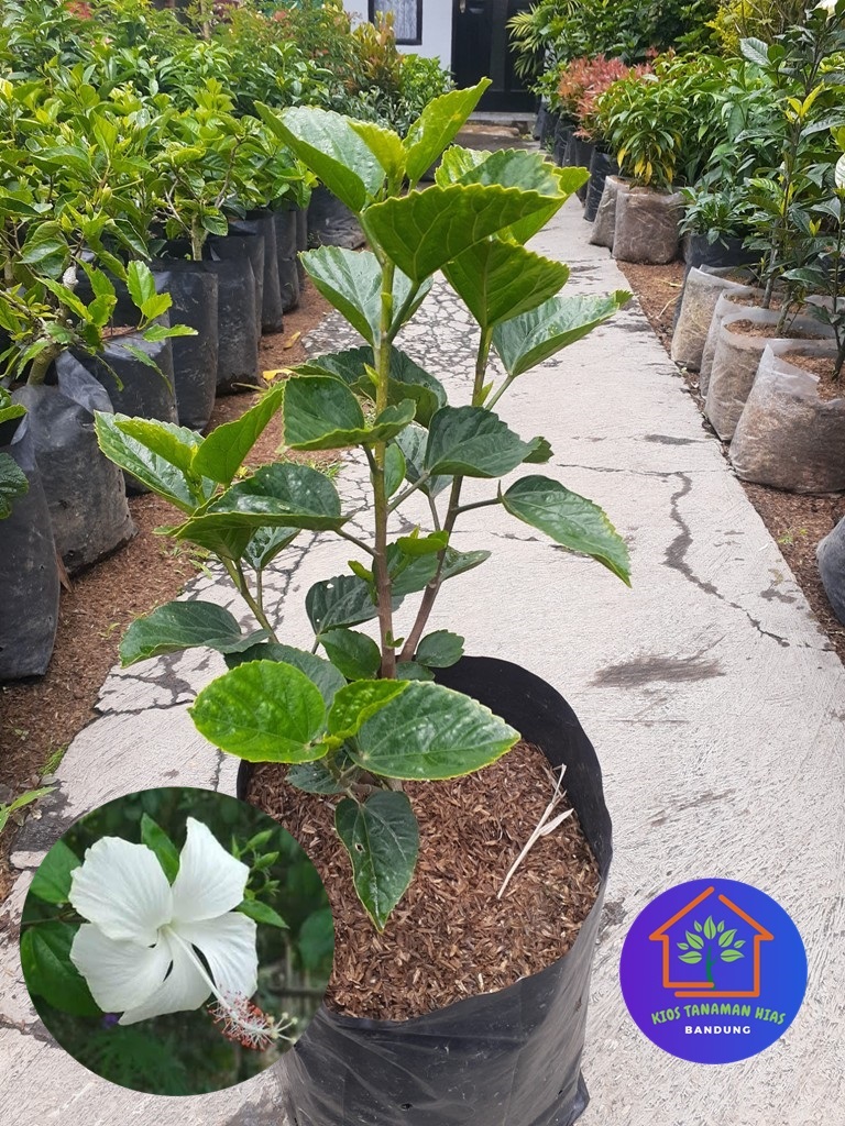 COD 3 Tanaman hias outdoor bunga kembang sepatu warna warni hibiscus ...