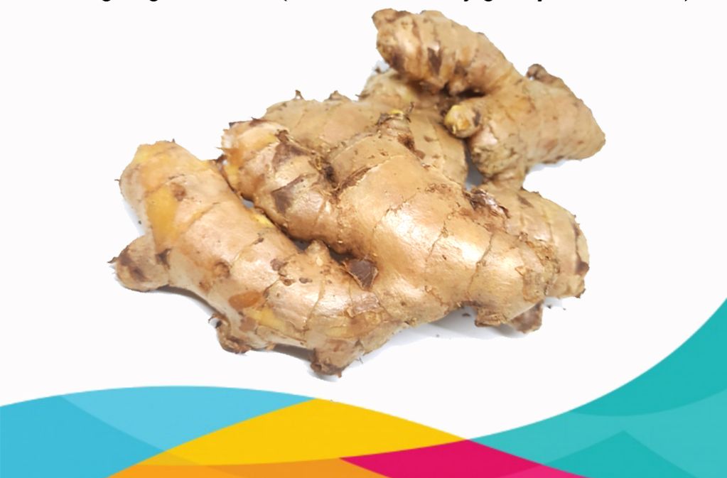 Jahe Gajah | Jahe besar | Jahe jumbo| Jahe putih segar Murah berat 1KG ...