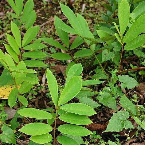 Bibit jenu atau tuba akar tuba | Lazada Indonesia