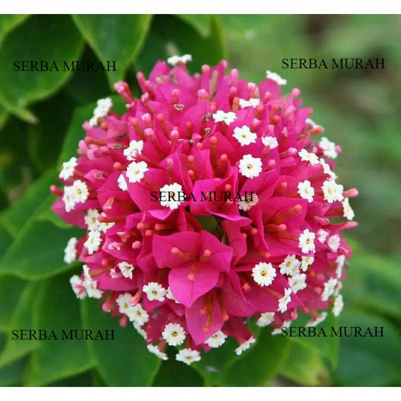 TANAMAN HIAS BUGENVIL BUNGA KERTAS//BANGKOK PINK | Lazada Indonesia