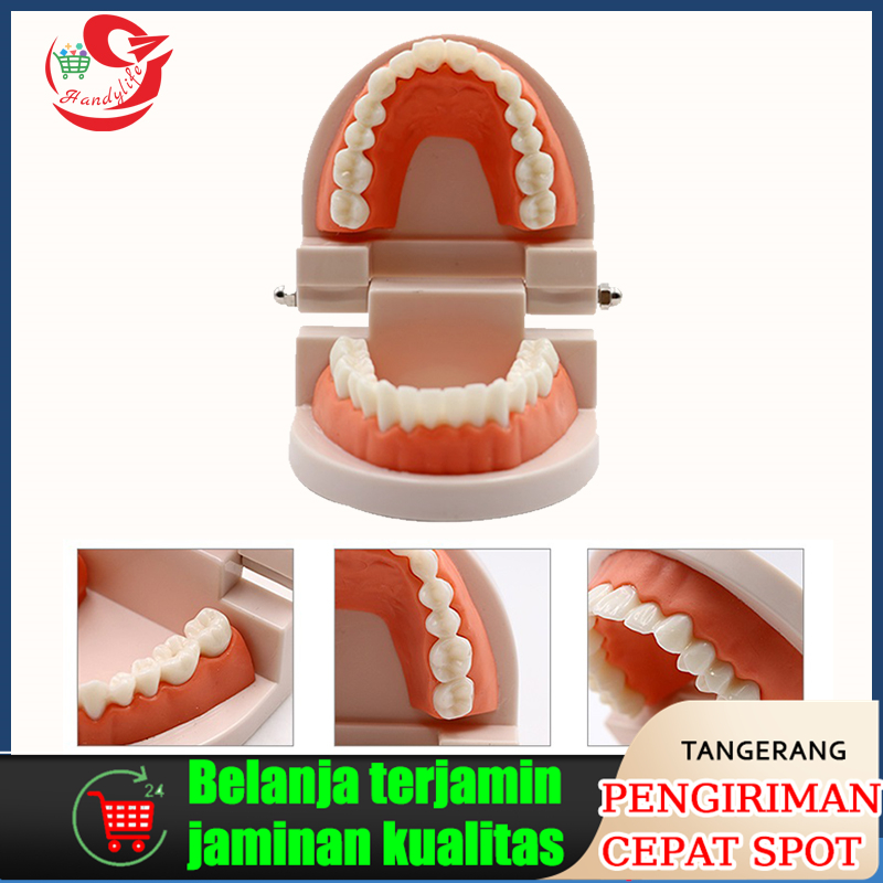 Phantom Gigi / Dental Teaching Model / Peraga Gigi /Manekin Gigi Skala ...