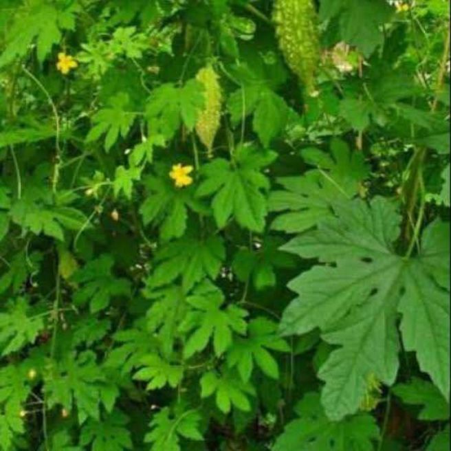 jual daun pare hutan 1kg | Lazada Indonesia