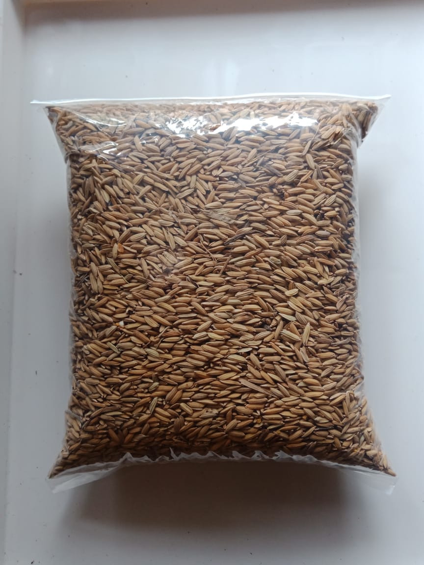 Gabah merah || repack 1 kg || gabah beras merah Pakan Ayam dan Hewan ...