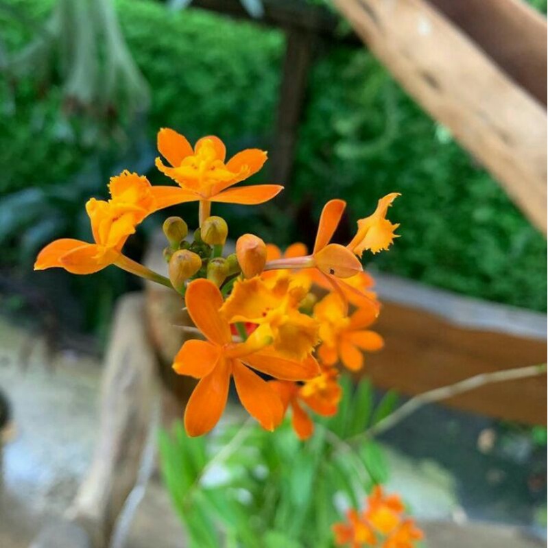 Bibit Tanaman hias Epidendrum (anggrek tanah) Bunga oren | Lazada Indonesia