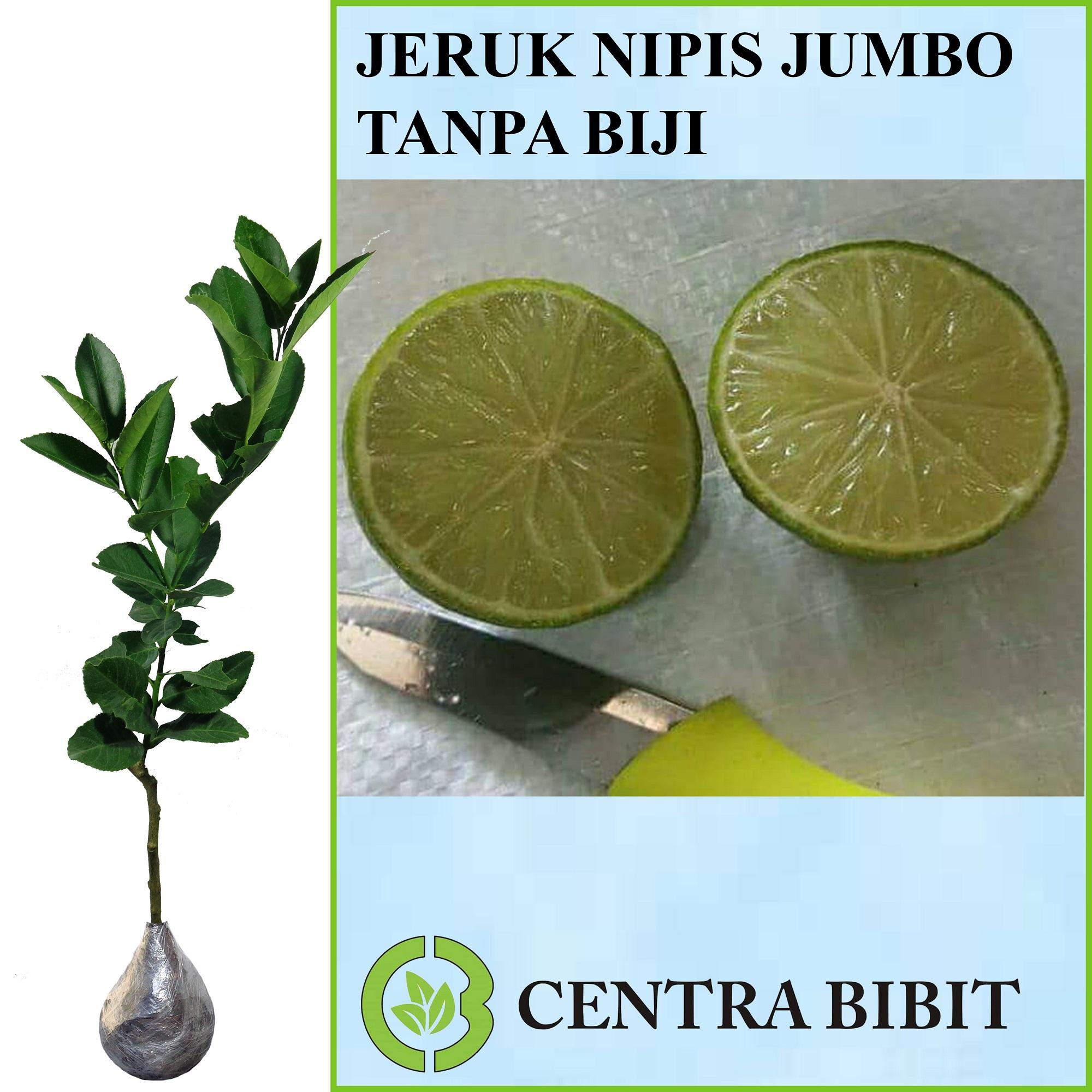 Tanaman Buah Jeruk Nipis Jumbo Tanpa Biji | Lazada Indonesia