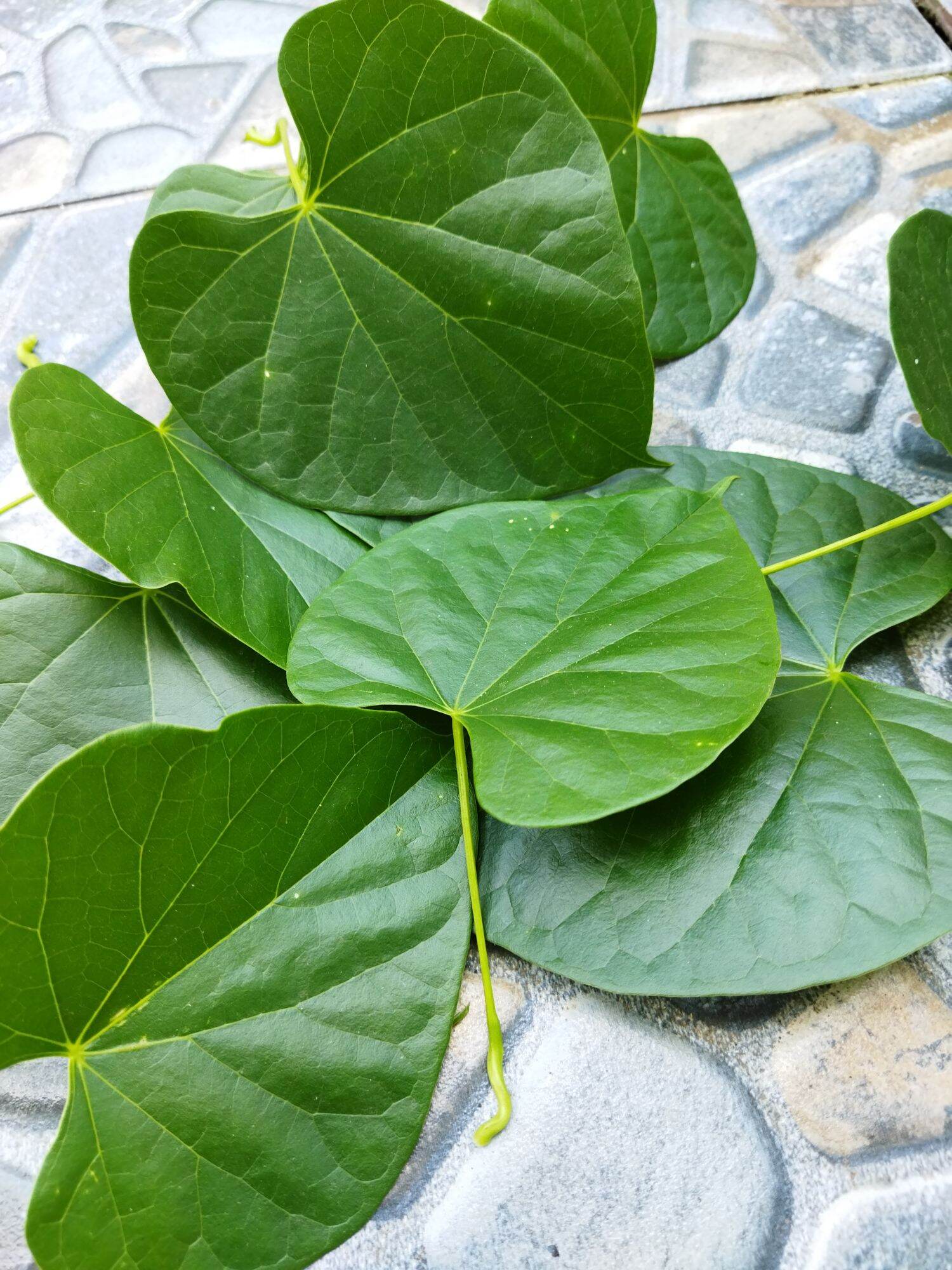 Daun Brotowali atau patrawali per lembar | Lazada Indonesia