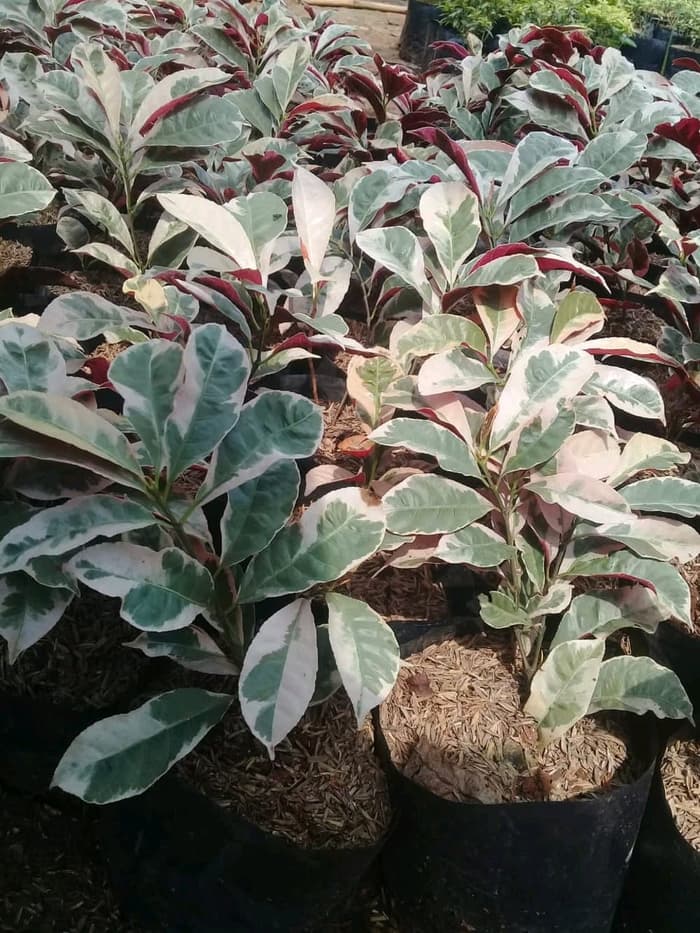 tanaman hias sambang darah - sapang darah | Lazada Indonesia