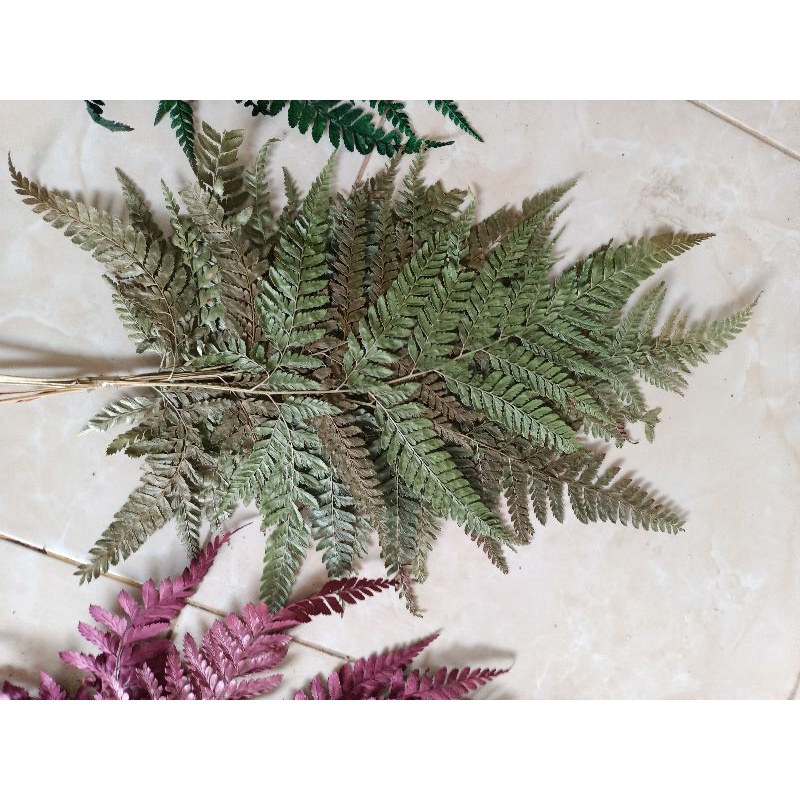 daun pakis paku banyak varian warna murah | Lazada Indonesia