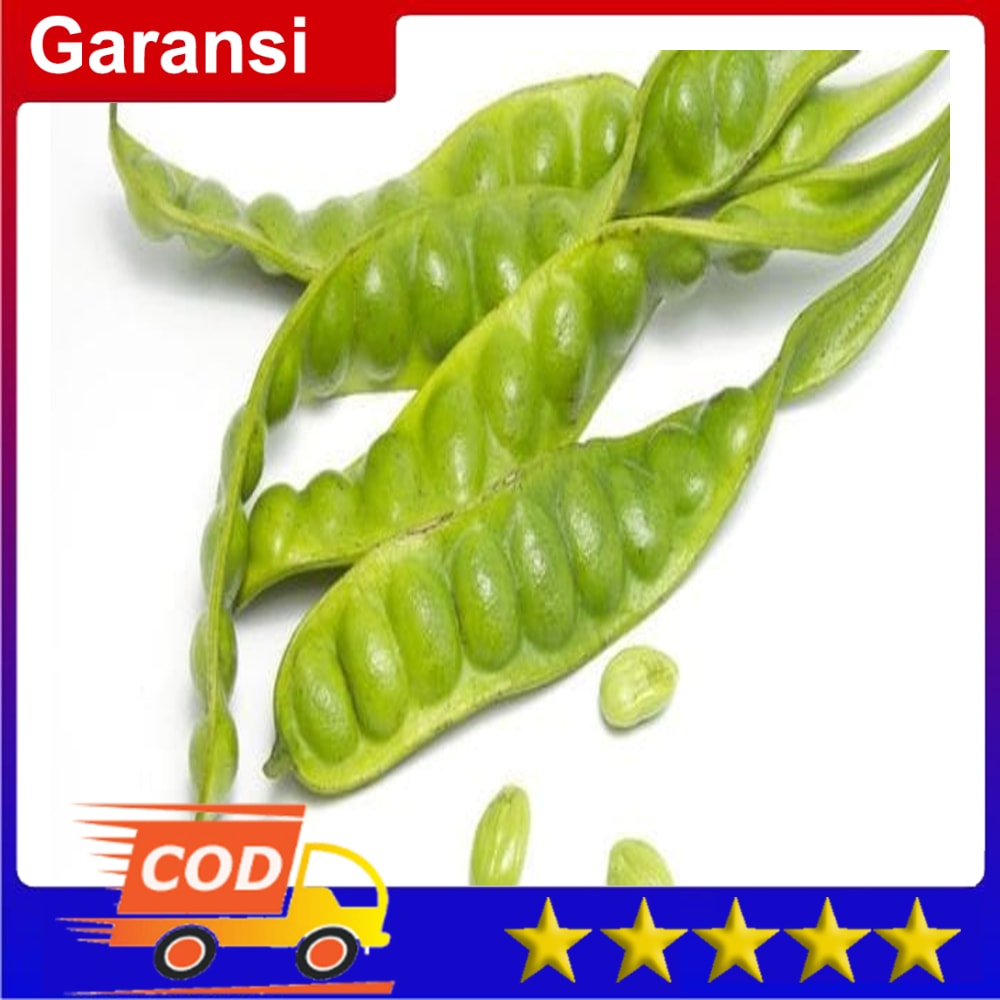 Bibit Tanaman Buah Pete / Petai / Peuteuy | Lazada Indonesia