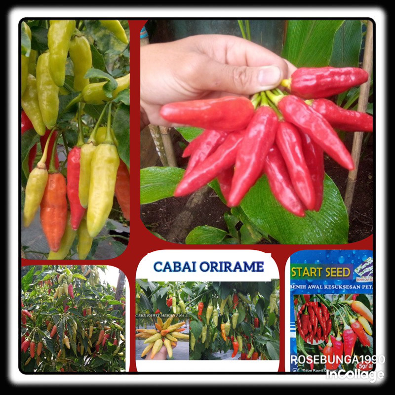10 Benih biji Cabai /Cabe Prentul Orirame -Benih repacking F1 seeds ...