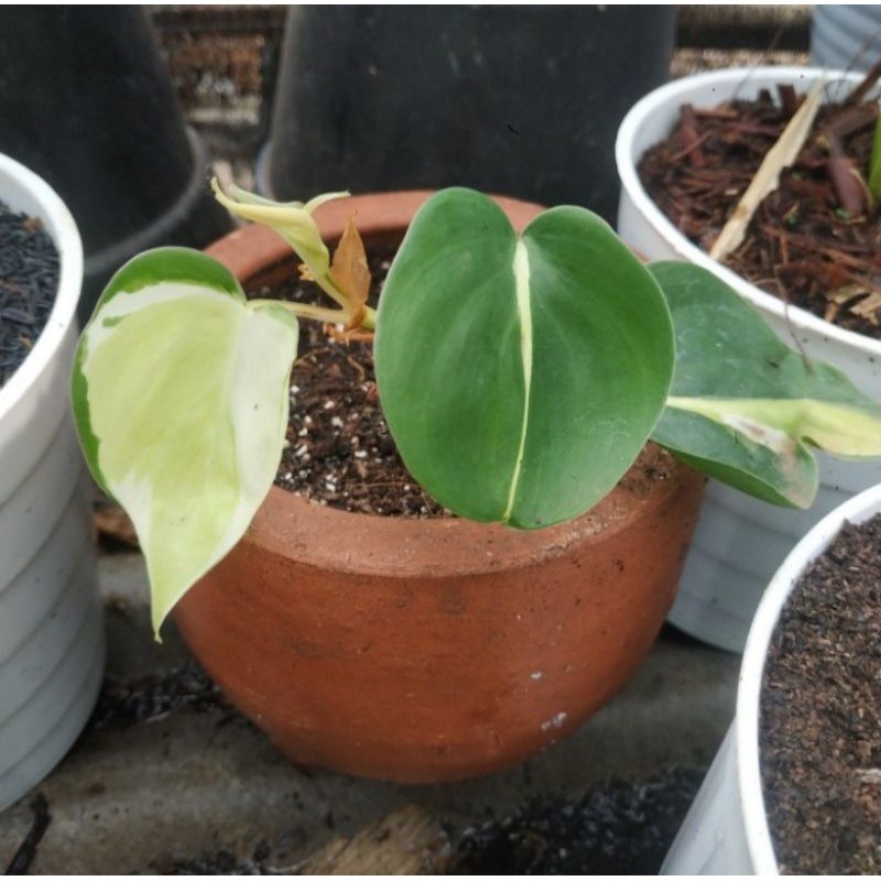 philodendron hederaceum Gabby Brazil tricolor cream splash | Lazada ...