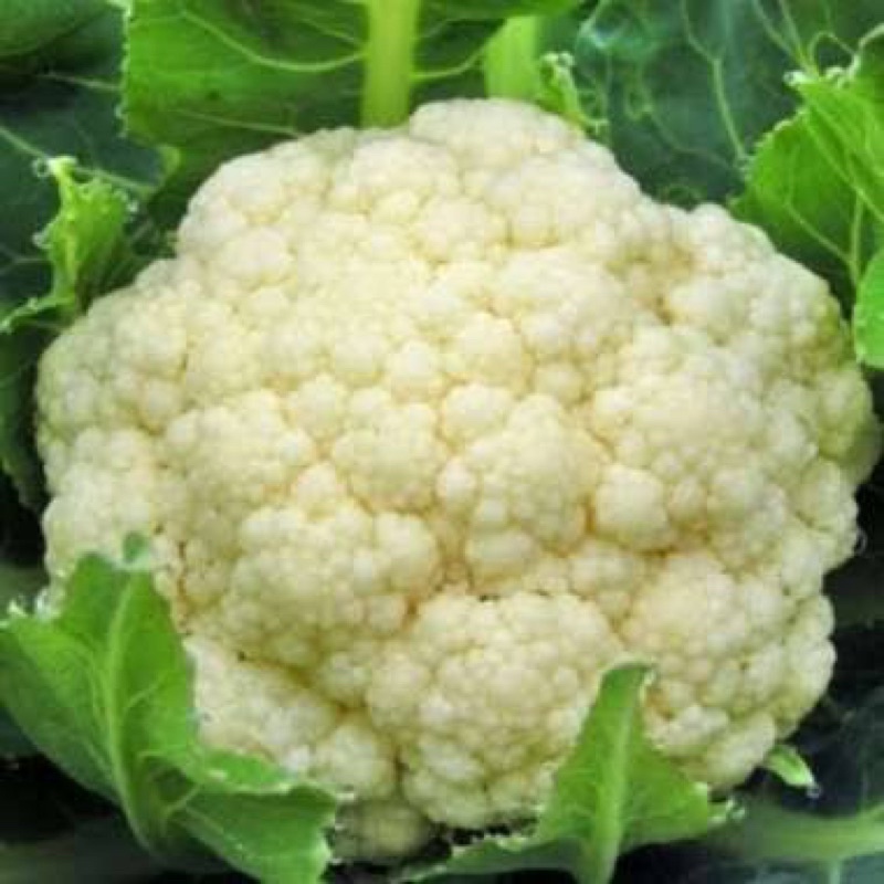 10 Biji Benih Bunga Kol F1 - DIAMOND 40 - KNOWN YOU SEED | Lazada Indonesia