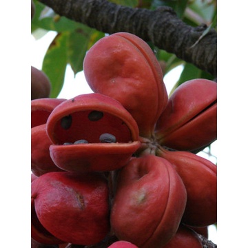 Kedai 1 Benih Biji Kelumpang Jari Alupang Kalupa Kailupa Furu Halumpang ...