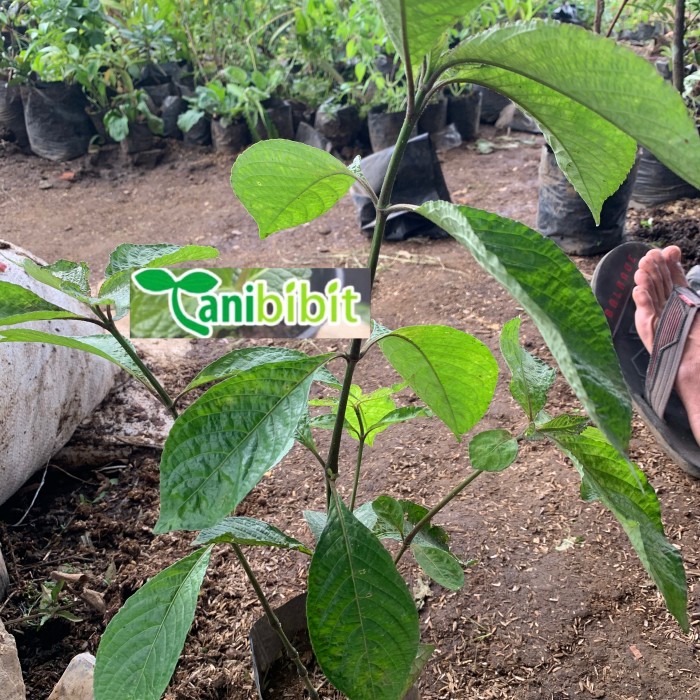 Bibit Pohon Daun Keji Beling Hijau Tanaman Pecah Beling Obat Herbal ...