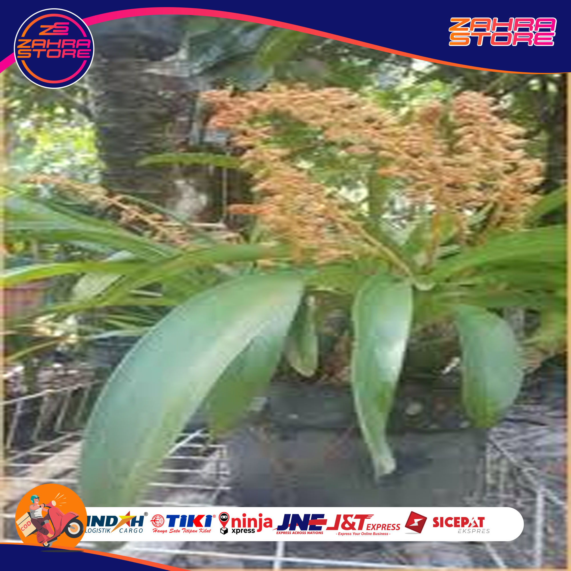 Anggrek Eria Biglandulosa Dewasa dan berbunga | Lazada Indonesia