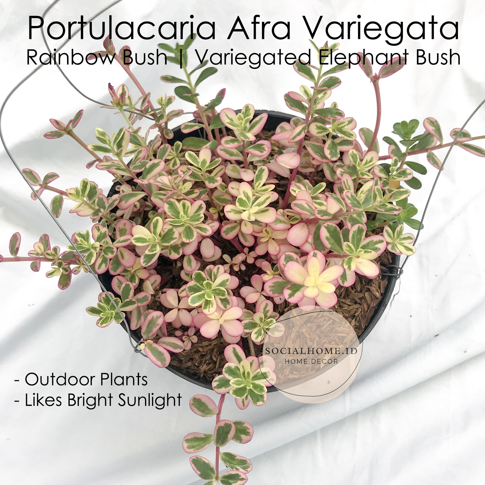 Portulacaria Afra Variegata | Rainbow Bush | Variegated Elephant Bush ...
