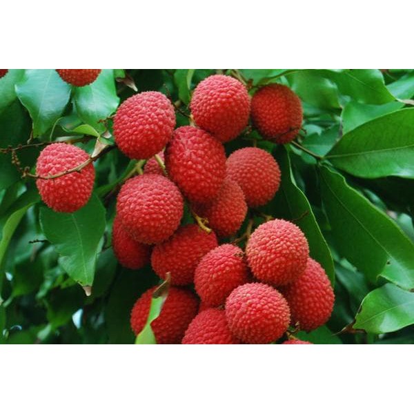 Isi 1 biji Leci Kom Dwarf Lychee Seeds/benih biji | Lazada Indonesia