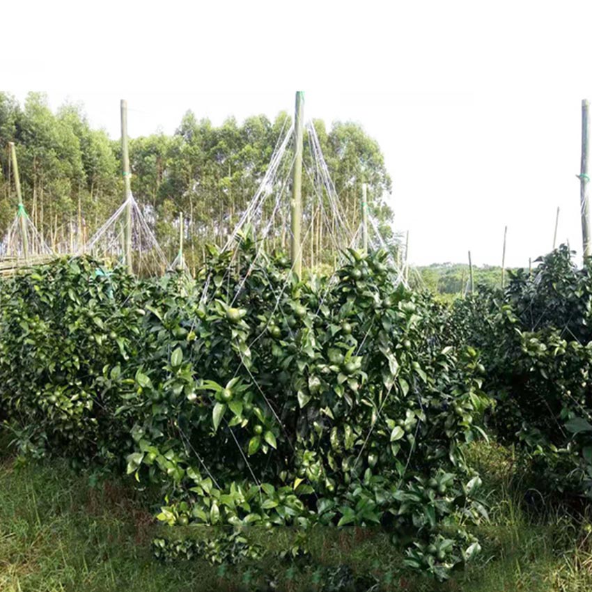 Jaring Tanaman Merambat Tali Jaring Net Rambatan Jaring Rambatan ...