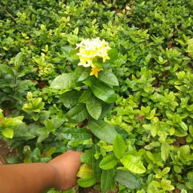 Tanaman hias assoka kuning / tanaman Asoka kuning / Soka kuning Tanaman ...