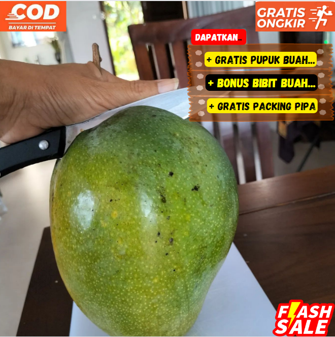 Pohon Mangga RED Brazil Bibit Asli Super Unggul Manis Sekali | Lazada ...