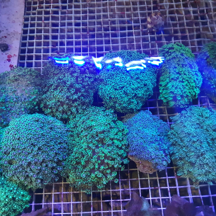 batu hiu | Lazada Indonesia