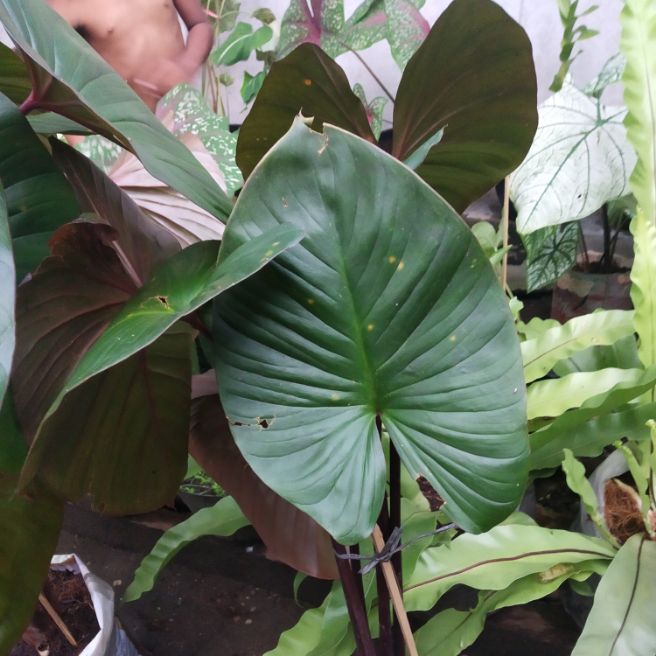 Kladi hitam atau sente hitam T 1 meter | Lazada Indonesia