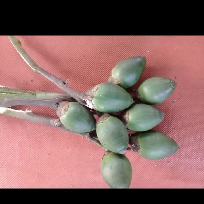 buah pinang muda / jambe /Tanaman hias hidup | Lazada Indonesia