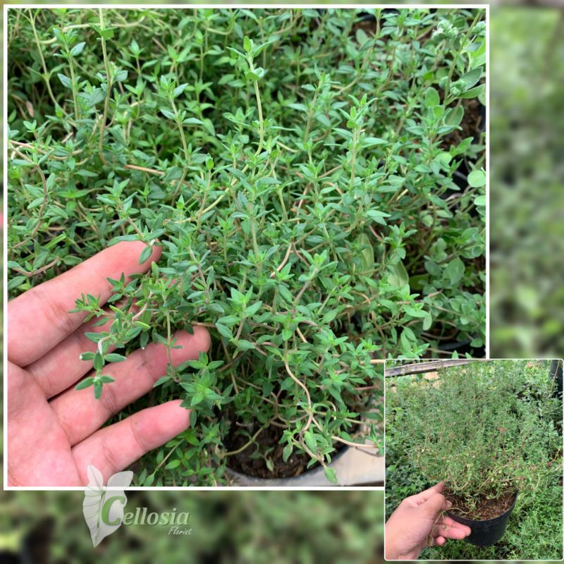 Tanaman Herbal Rempah Daun Thyme Greek / Timi Greek | Lazada Indonesia