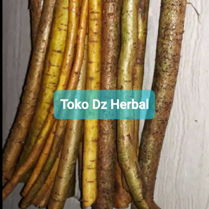 Jual akar tuba 1 kg | Lazada Indonesia