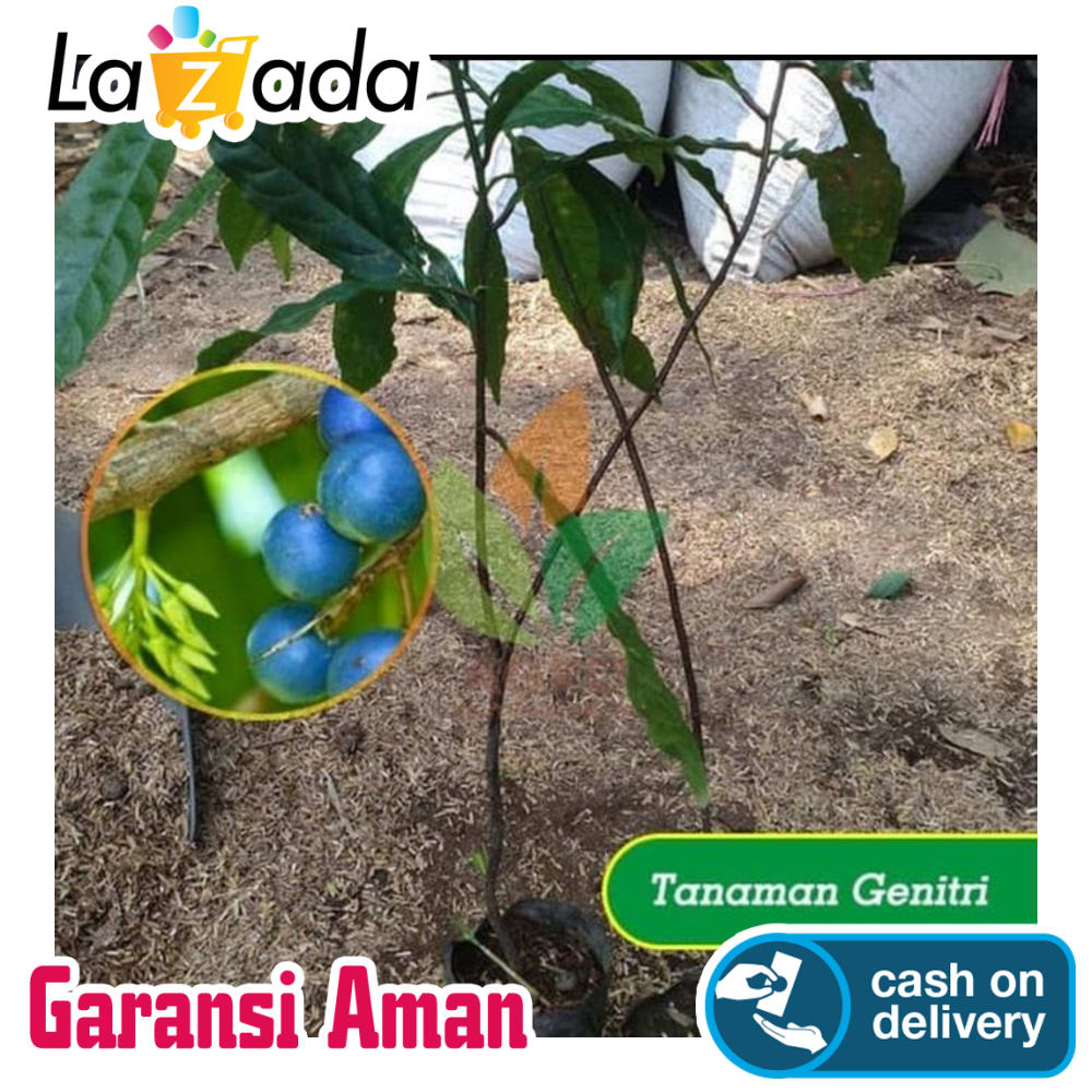 Bibit Pohon Tanaman Jenitri Jenis Unggul #_* | Lazada Indonesia