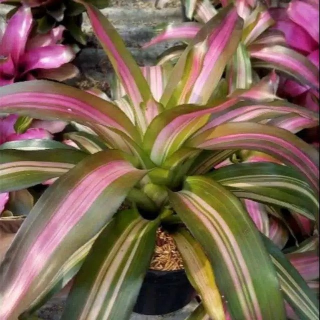 PROMO Tanaman hias bromelia tri colour bromelia tiga warna tree colour ...