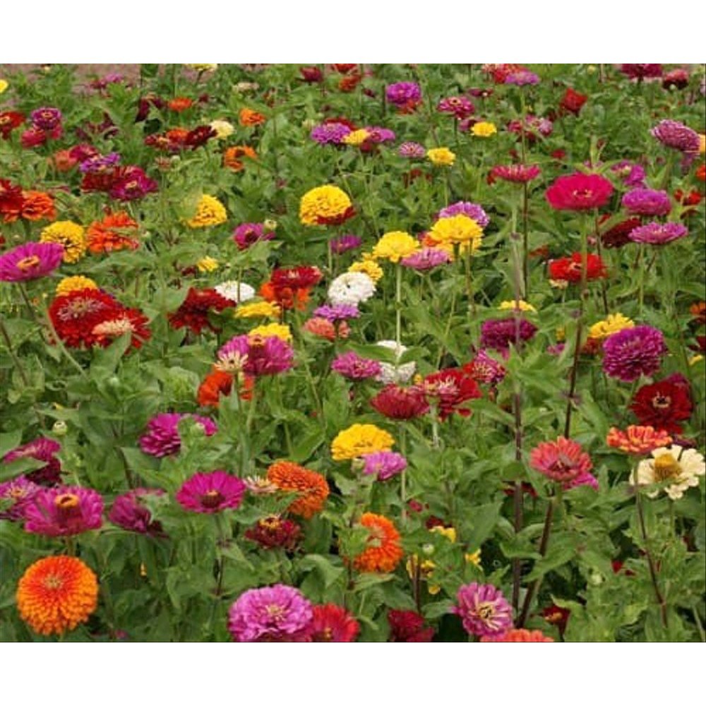 Paket Berisi : 20 Biji Bunga Zinnia Lilliput Series Zinnia Elegans ...
