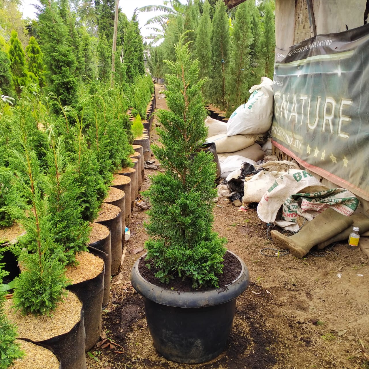 Tanaman hias cemara pua pua 40 cm | Lazada Indonesia