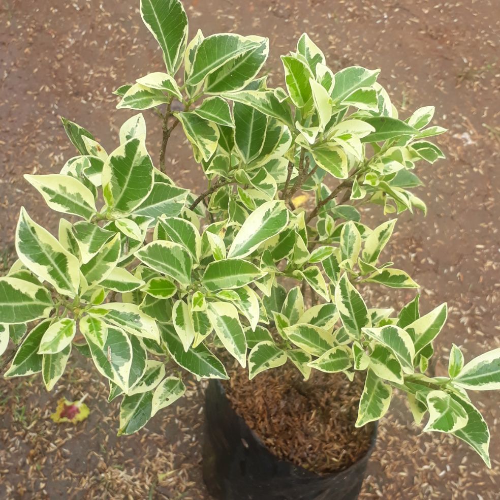 Tanaman Ficus Benjamina / Beringin Putih / Pohon Beringin Variegata ...