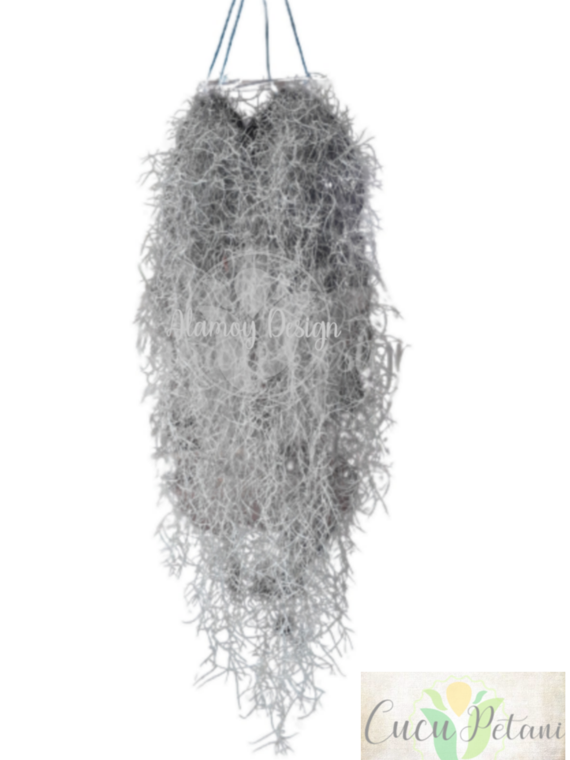 Tanaman Hias jenggot musa - jenggot musa tanaman gantung | Lazada Indonesia