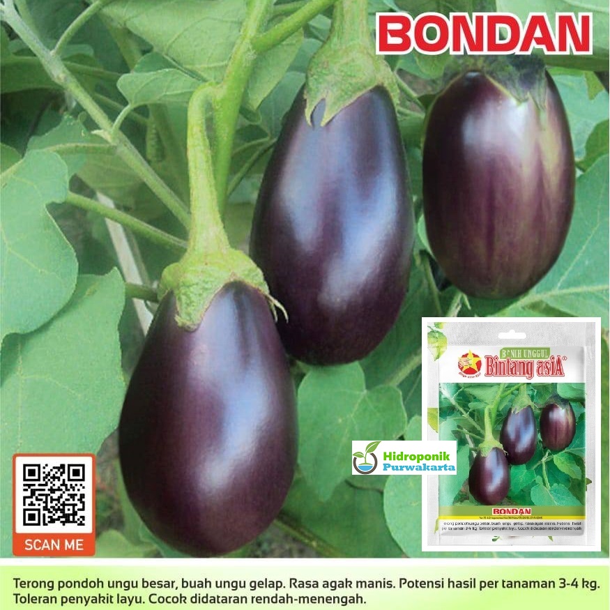 Benih Terong Pondoh Ungu BONDAN Isi 4 Gram Cap Bintang Asia | Lazada ...
