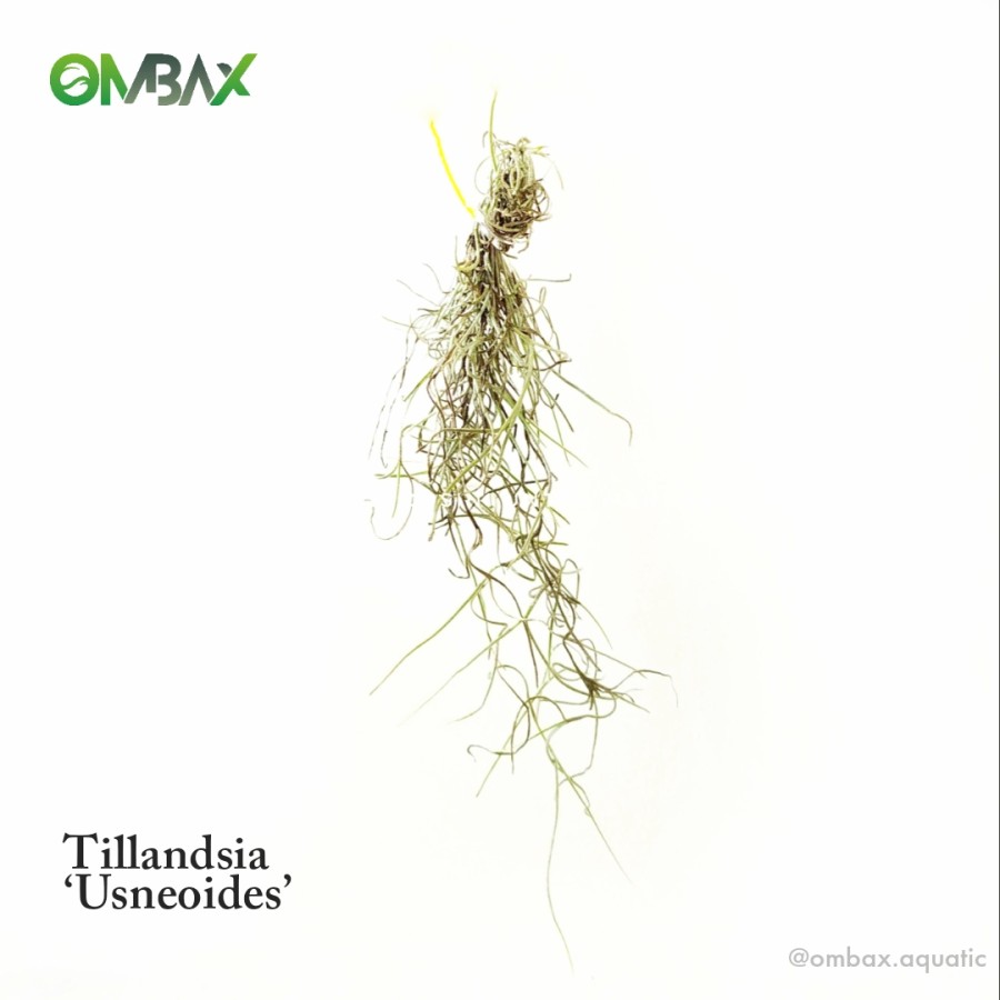 Tillandsia ‘Usneoides’ / Jenggot Musa - Tanaman Angin | Lazada Indonesia