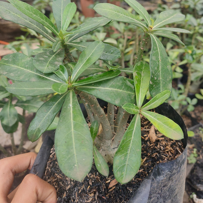 Tanaman Adenium Bahan Bonsai - Adenium Arabicum | Lazada Indonesia