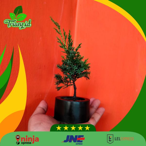 Bonsai mini Cemara pua pua dan pot keramik / Paket Hemat bonsai mini ...