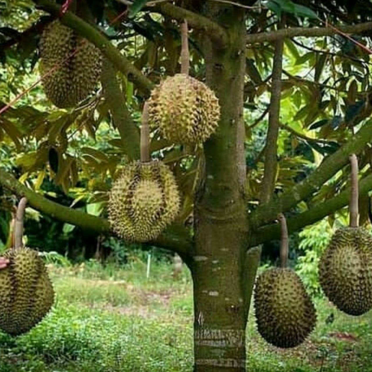 Bibit durian sultan malaysia super | Lazada Indonesia