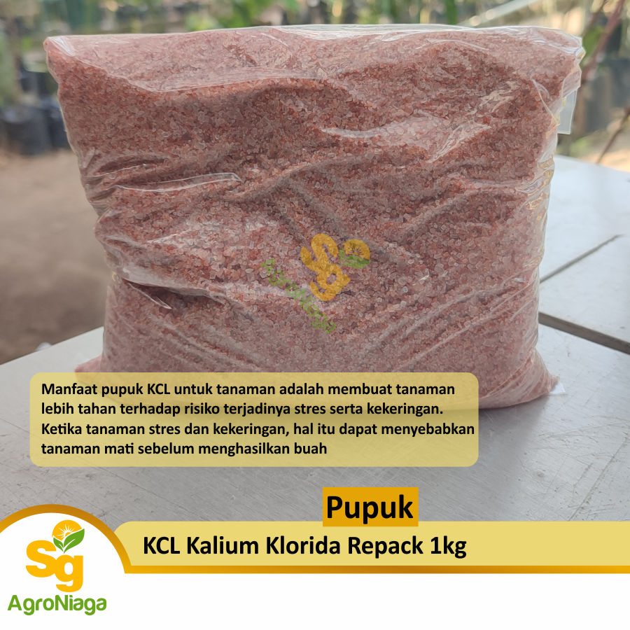 Pupuk KCL Kalium Repack 1kg | Lazada Indonesia