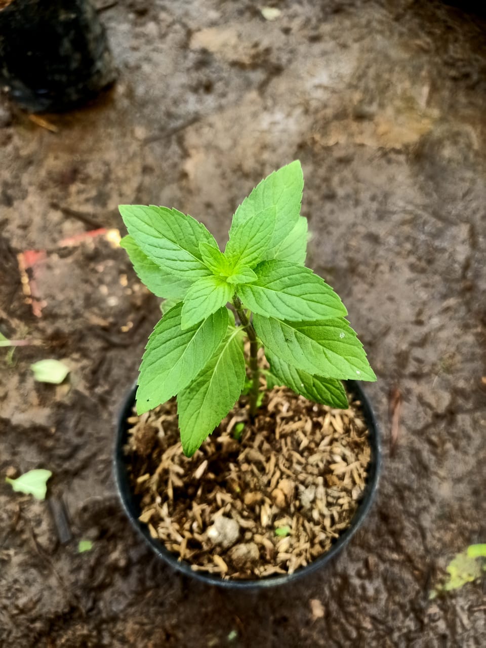 Bibit Tanaman Daun Peppermint - Pohon Peppermint - Daun Mint - Herbal ...