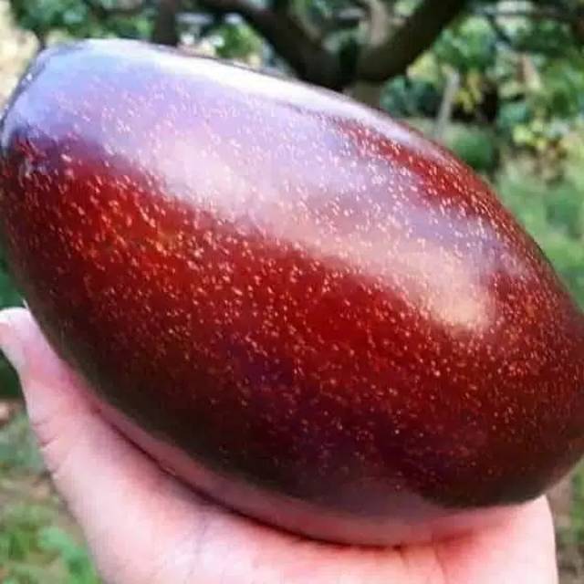 Bisa COD alpukat red Vietnam 1 meter / bibit alpukat merah vietnam ...