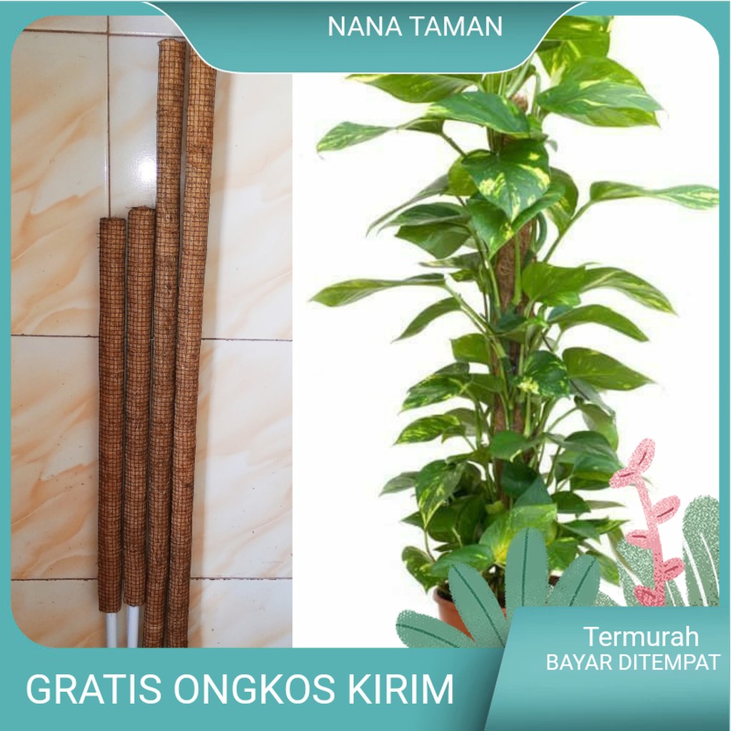 turus tanaman 60cm 1 KG MUAT 5 TURUS YA KAK bisa cod | Lazada Indonesia