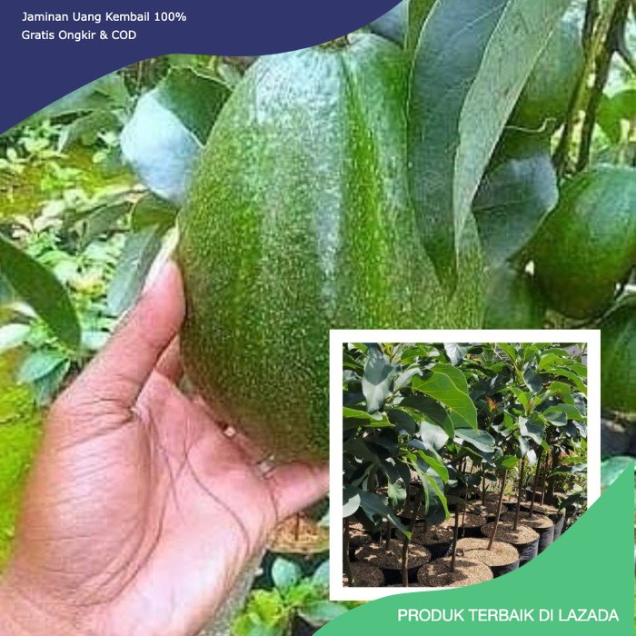 Bibit Tanaman Alpukat Markus Tinggi 1 Meter Up Batang Besar | Lazada ...