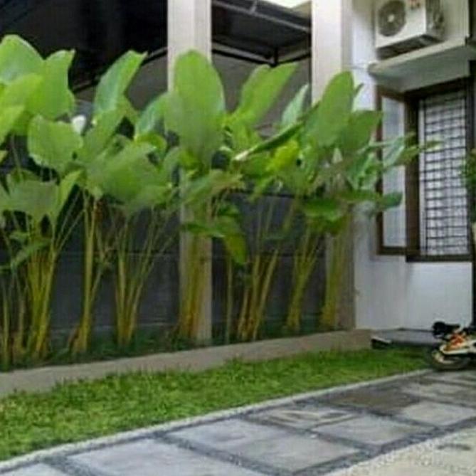 Tanaman Hias Calathea Lutea Pisang Kipas tinggi pohon 150cm CCC ...